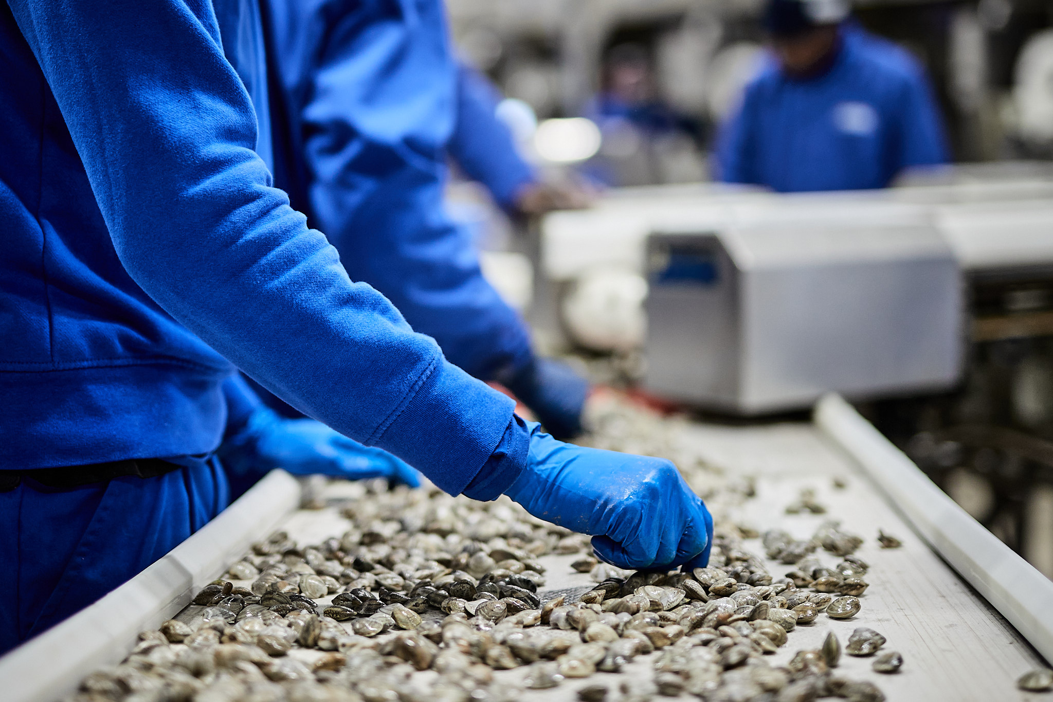 Shellfish from Italy | Copemo